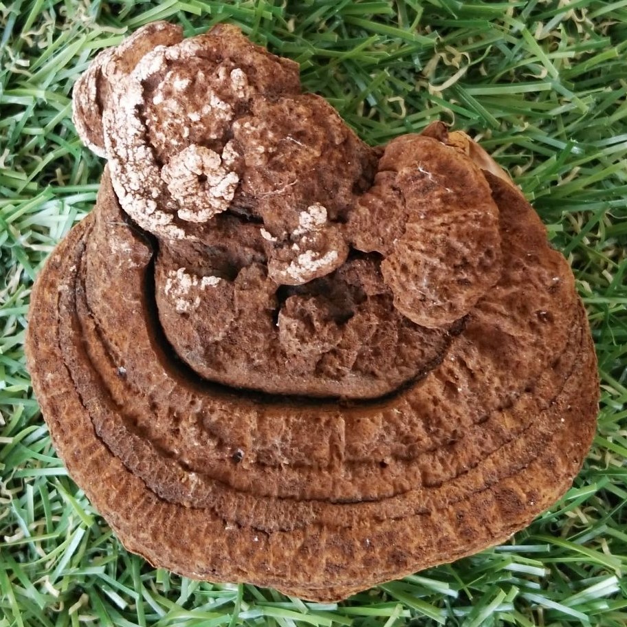 เห็ดกระถินพิมาน